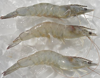 Unique Culinary Adventures: Live Shrimp Updated and Close at Hand